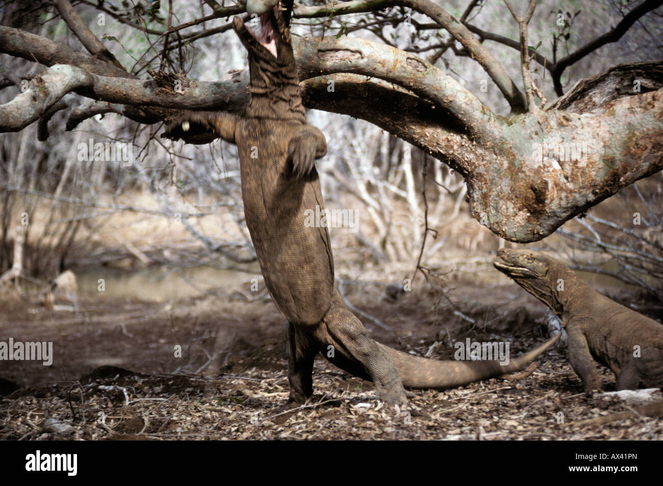 Varan de Komodo Indon sie Komodo dragon in natural environment Varanus ...