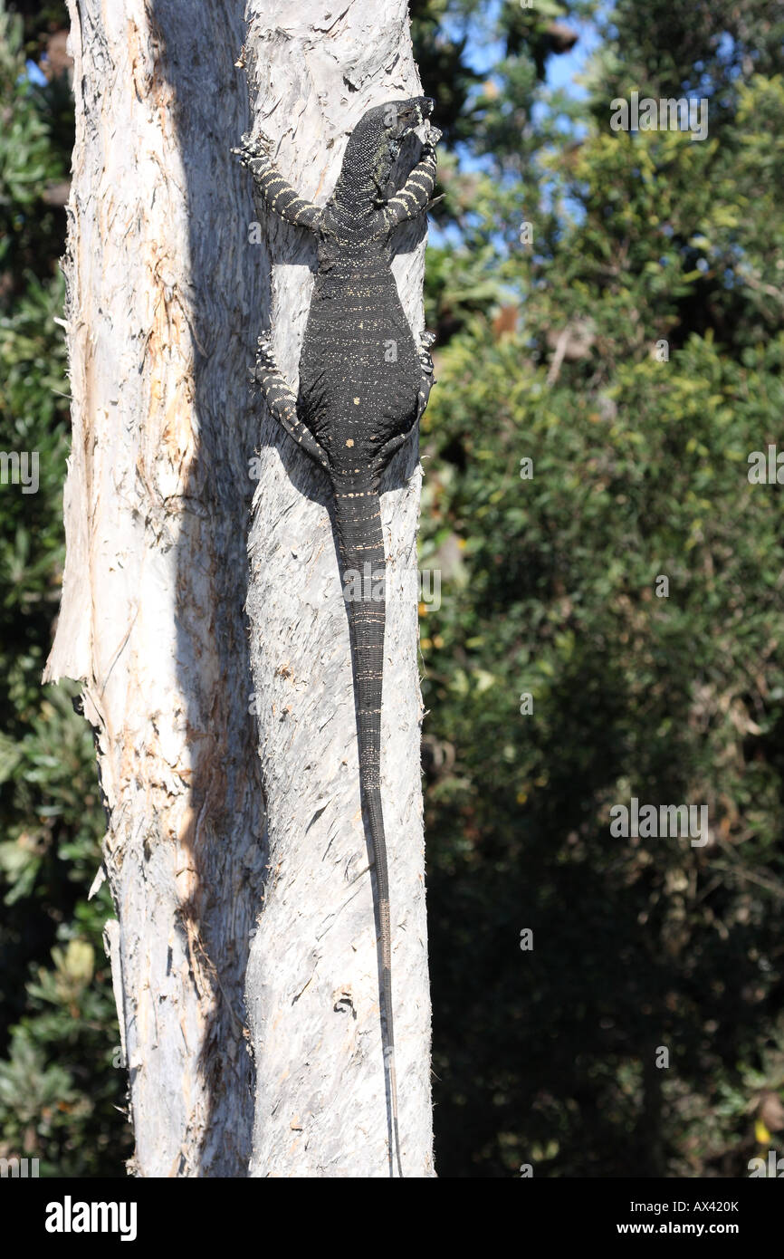 Lace monitor, varenus varius, single adult in a tree Stock Photo - Alamy