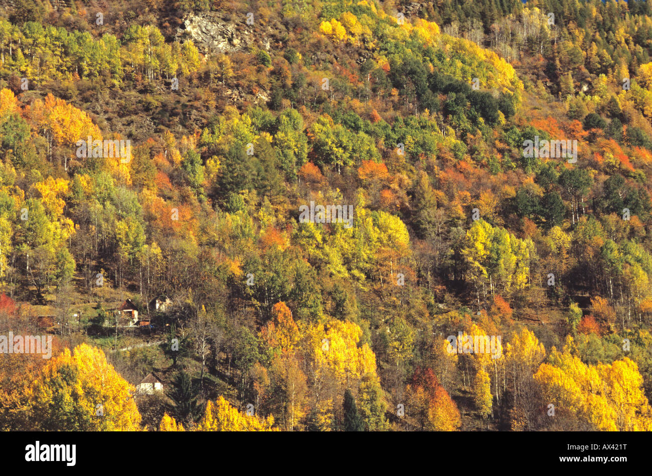 Autumn tree in the Vesubie valley Alpes-MAritimes 06 French alps ...