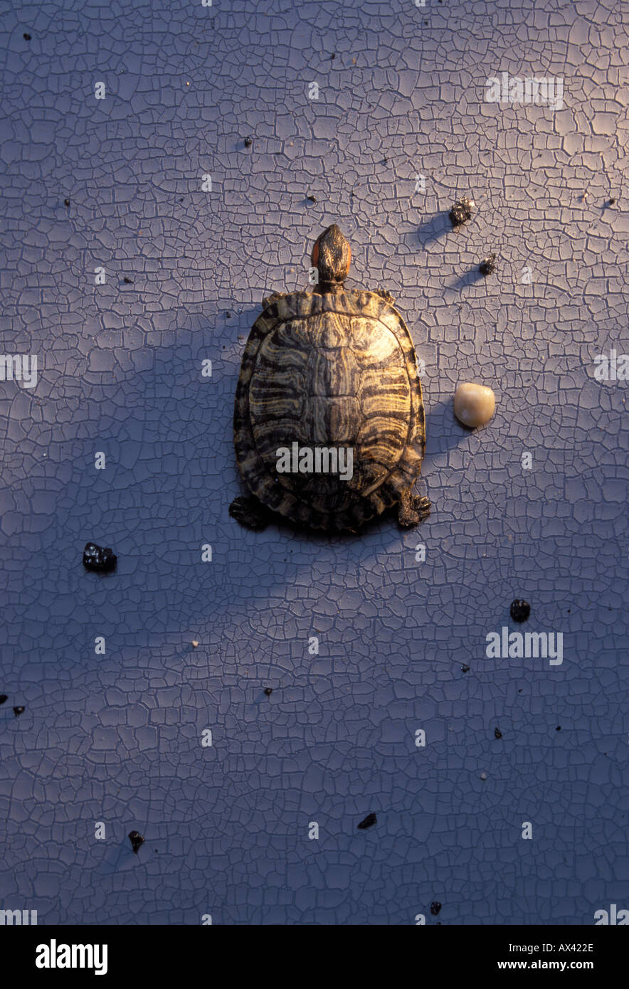 Before and after 083b Time Turtle on his way QHTK1116 Stock Photo - Alamy