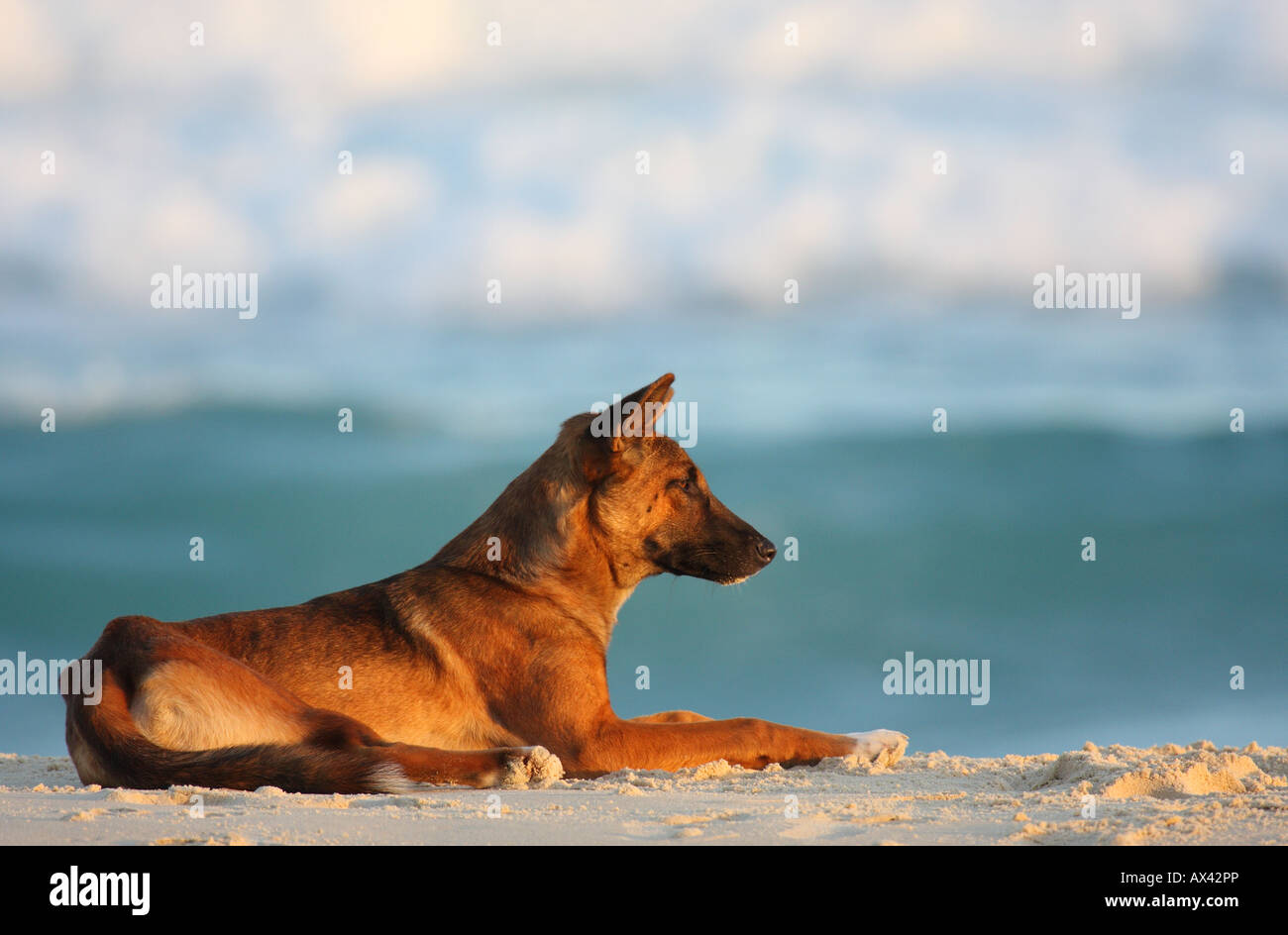 Pure dingo hi-res stock photography and images - Alamy
