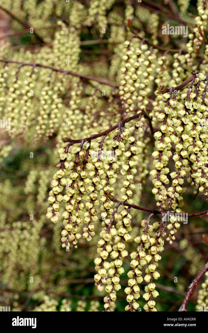 Stachyurus chinensis hi-res stock photography and images - Alamy