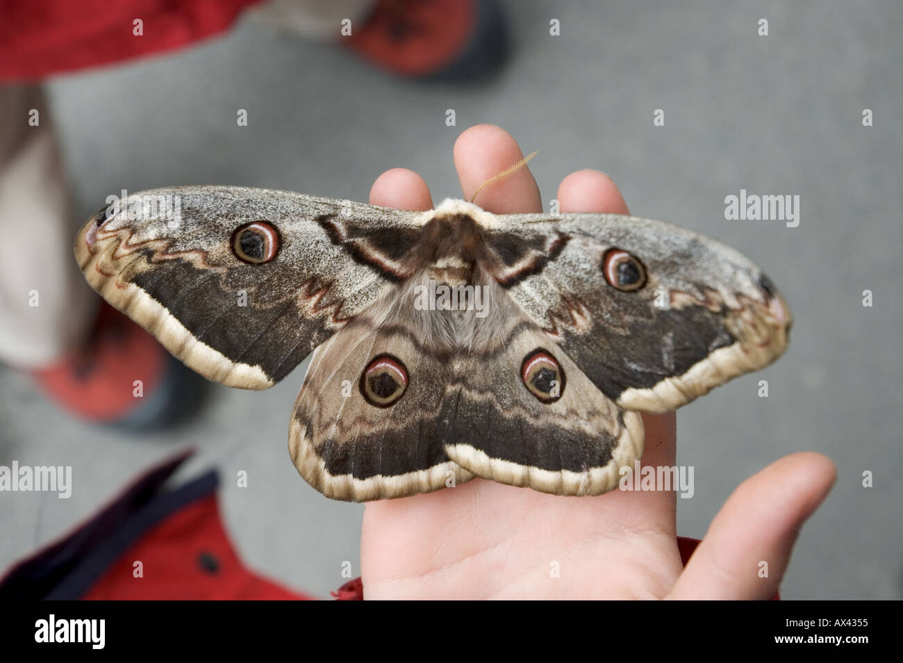 Large Emperor Moth Saturnia pyri largest european butterfly Stock Photo ...