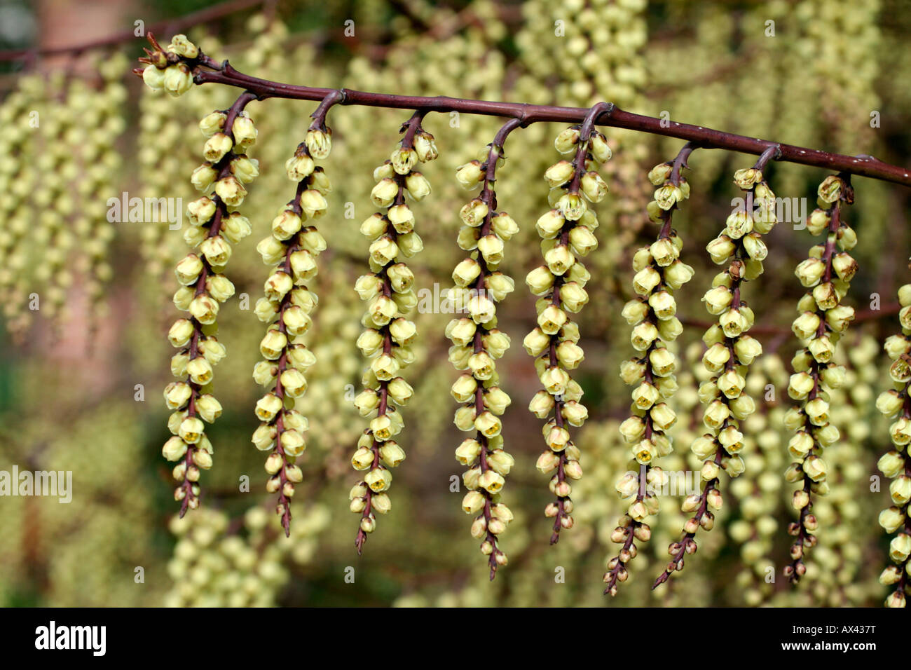 Stachyurus chinensis hi-res stock photography and images - Alamy