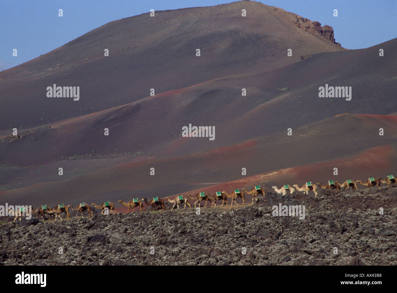 Timanfaya Volcanic National Park Parque Nacional de Camel train at ...