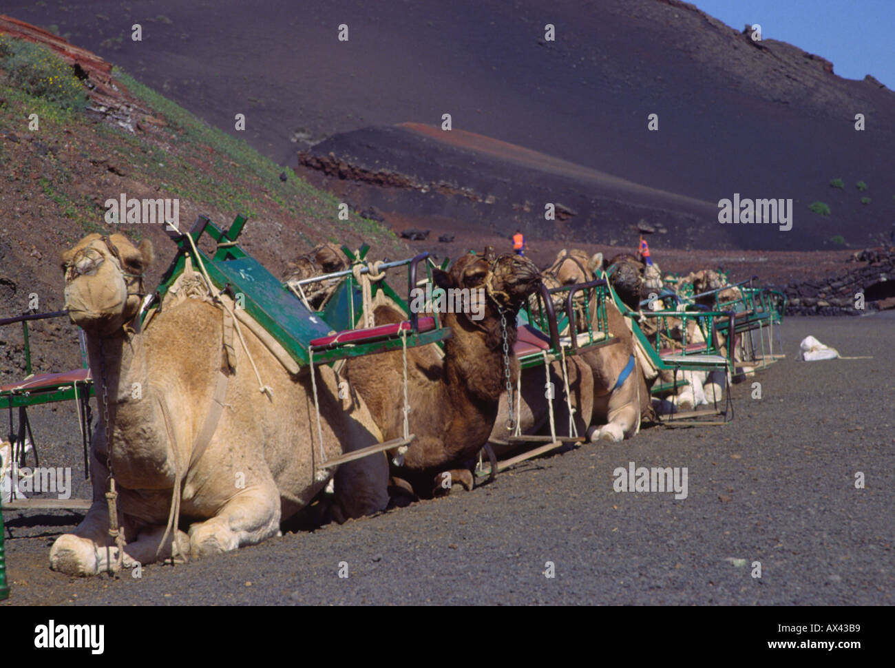 Camel train at Timanfaya Volcanic National Park Stock Photo - Alamy