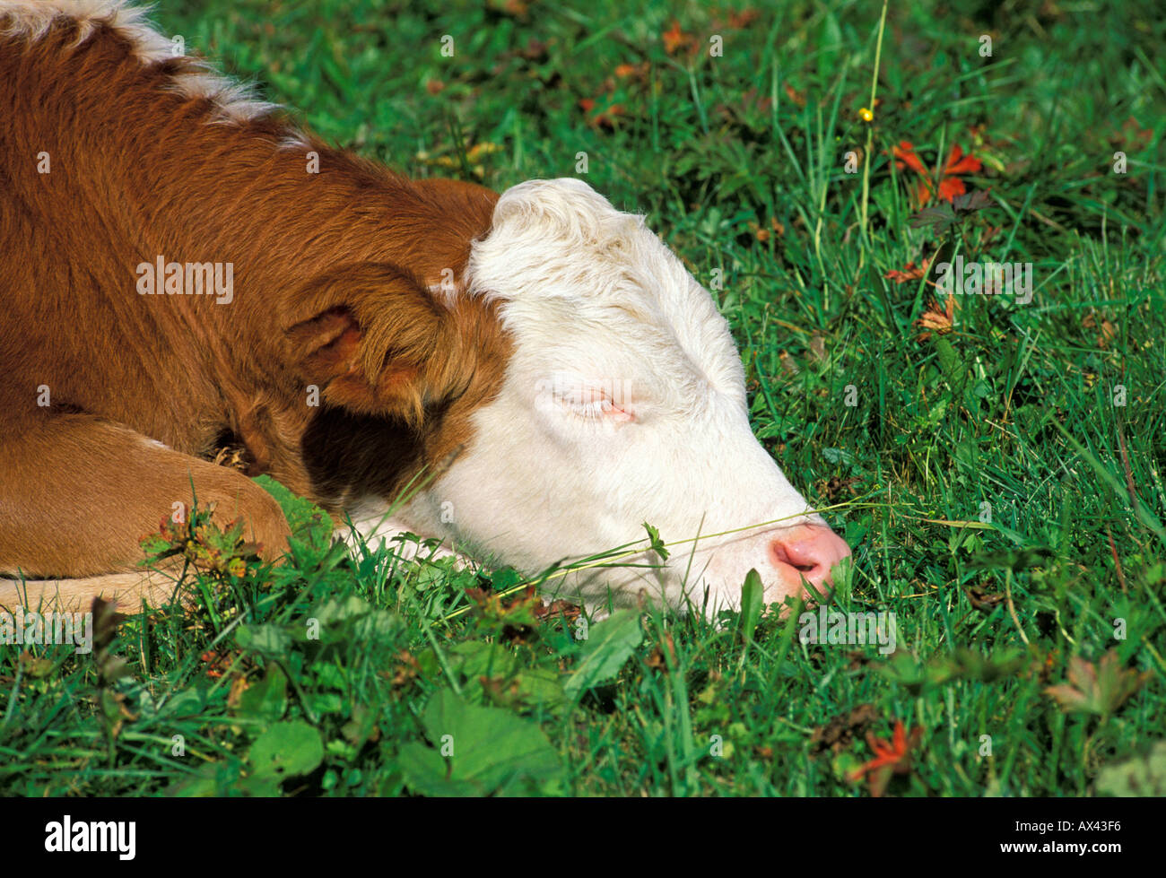 Spotted cow sleeping hi-res stock photography and images - Alamy
