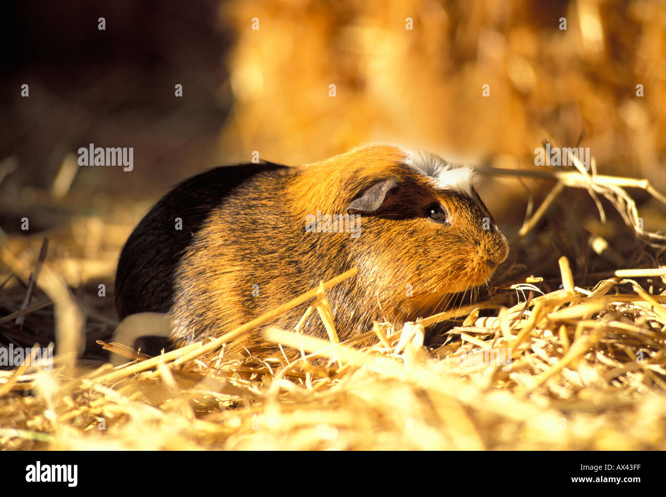 One Guinea pig Cavia porcellus Stock Photo - Alamy