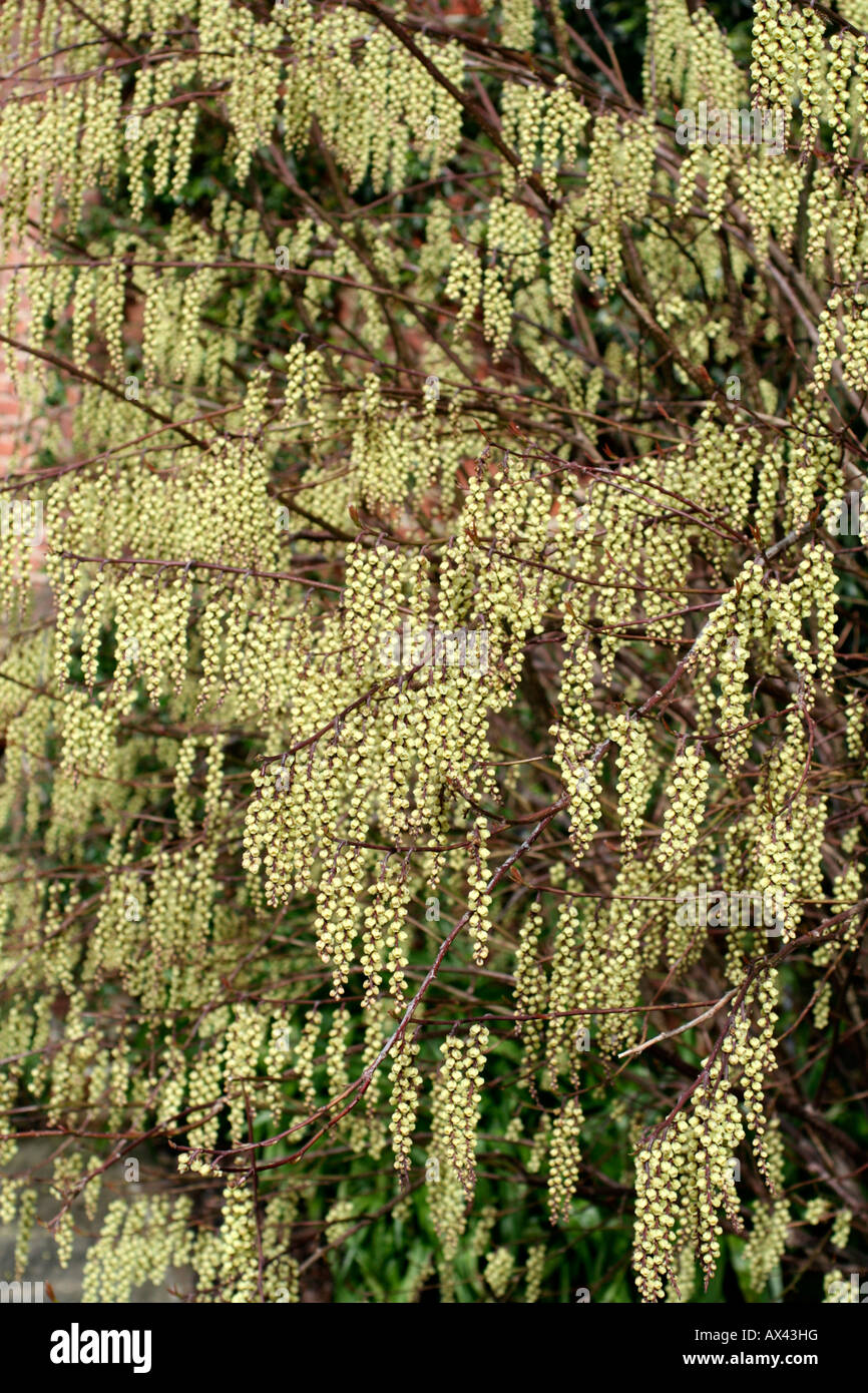 Stachyurus chinensis hi-res stock photography and images - Alamy