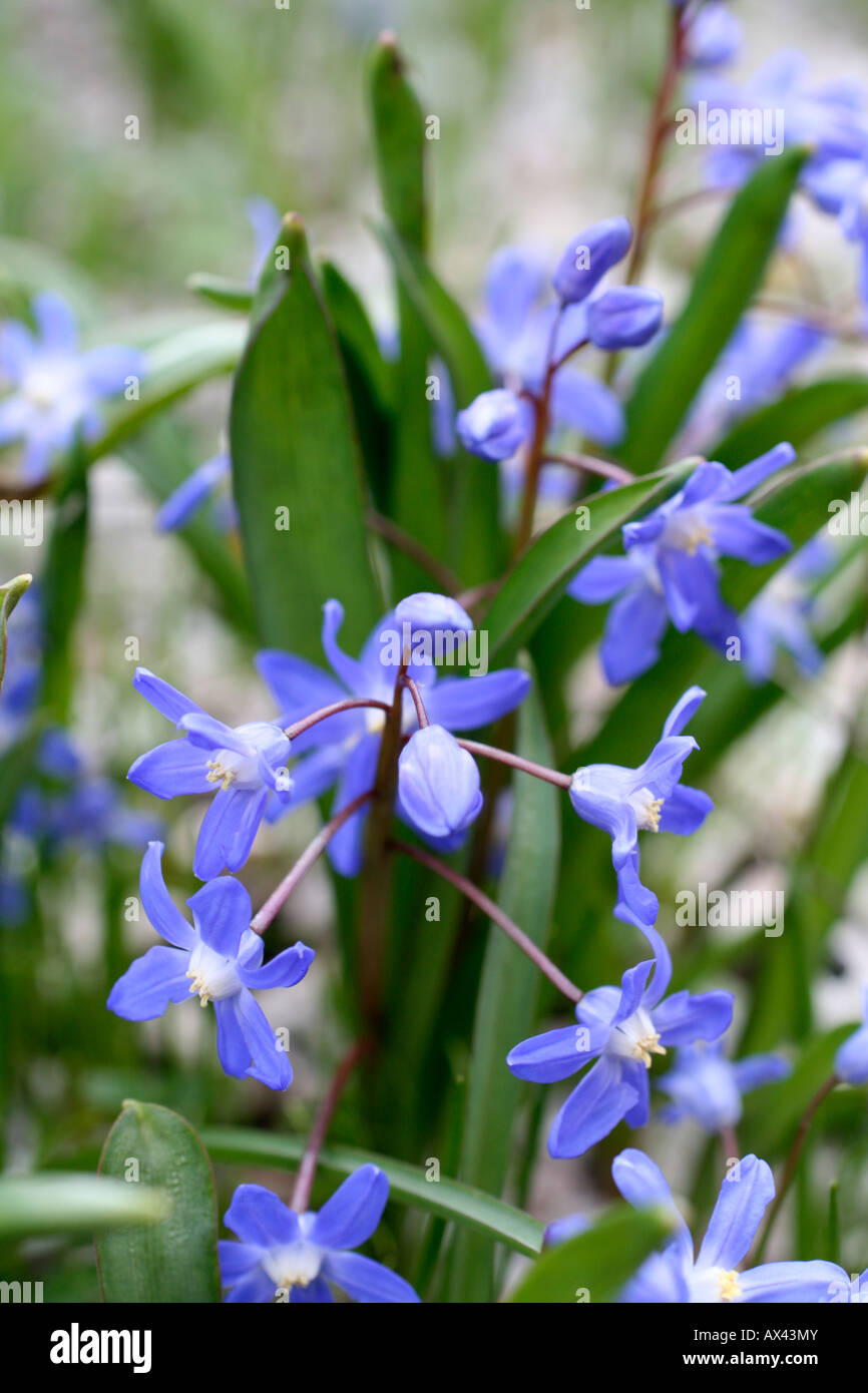Chionodoxa bulb hi-res stock photography and images - Alamy