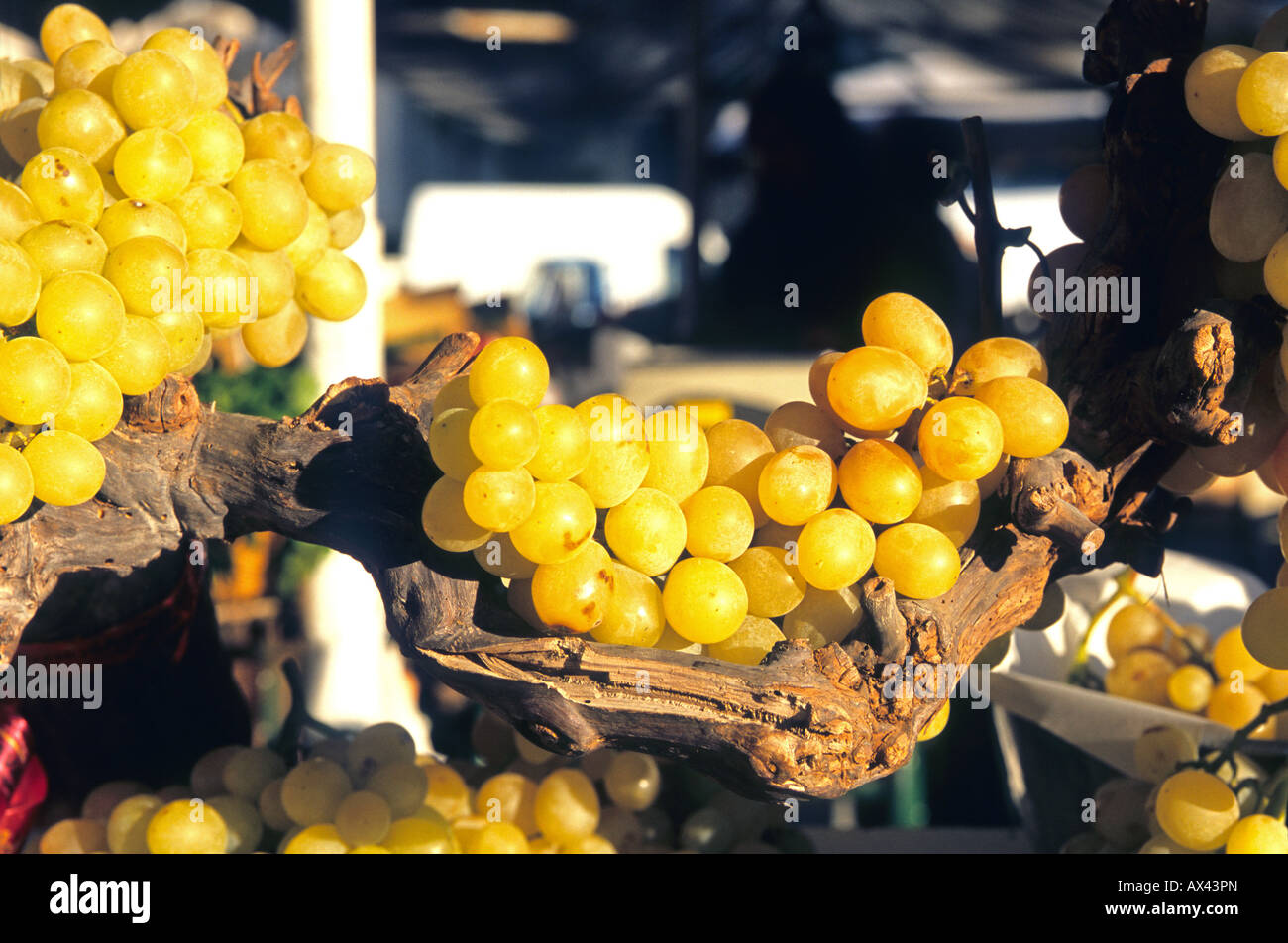 Mediterranean grape variety hi-res stock photography and images - Alamy