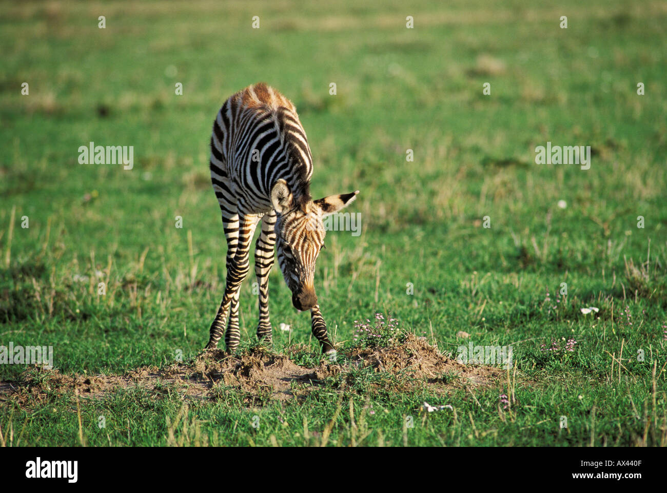 Zebra filly hi-res stock photography and images - Alamy