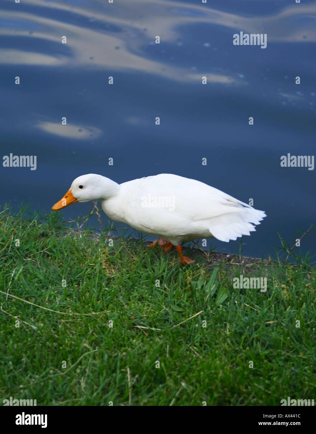 1 duck hi-res stock photography and images - Alamy
