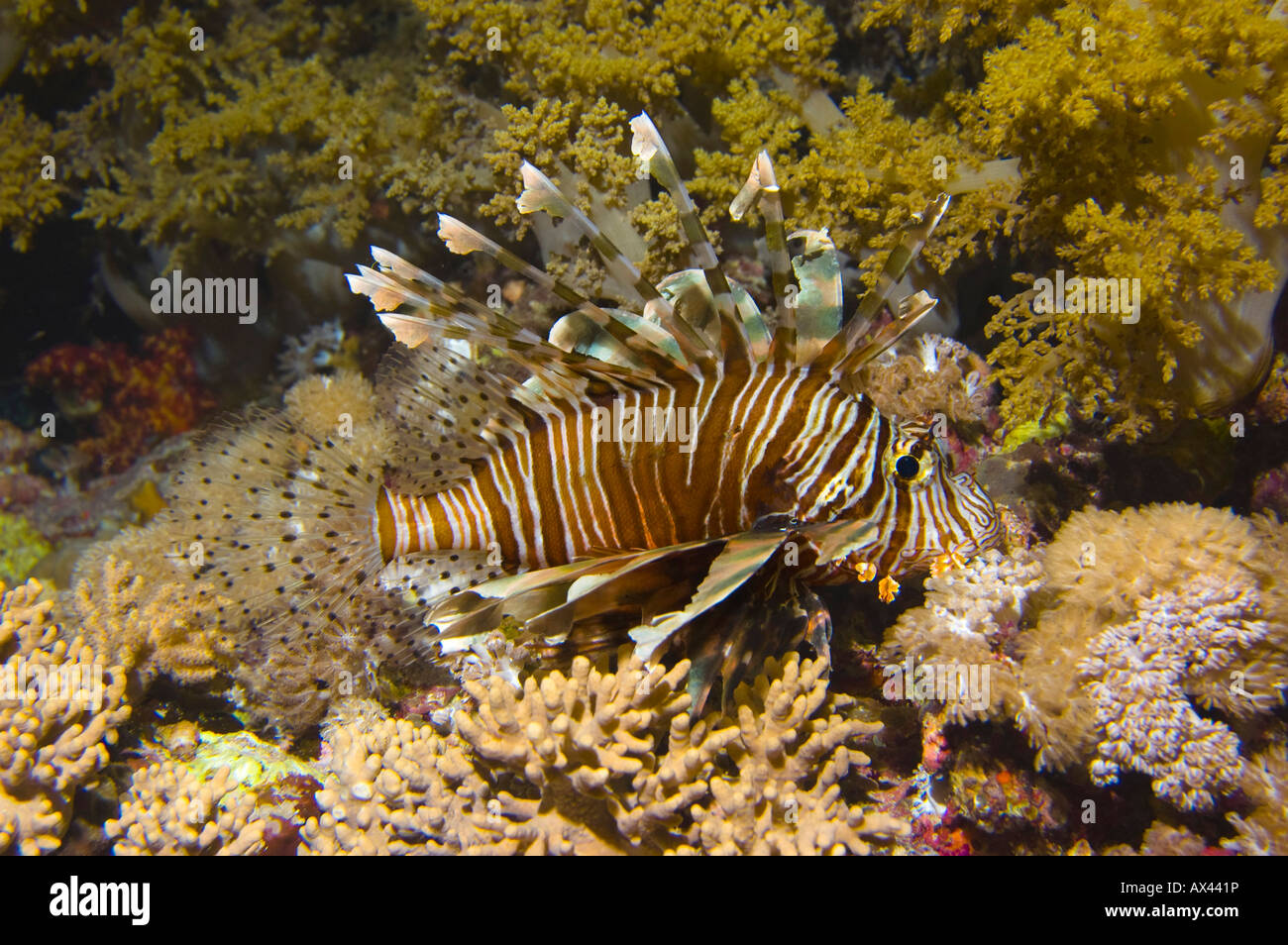 African lionfish hi-res stock photography and images - Alamy