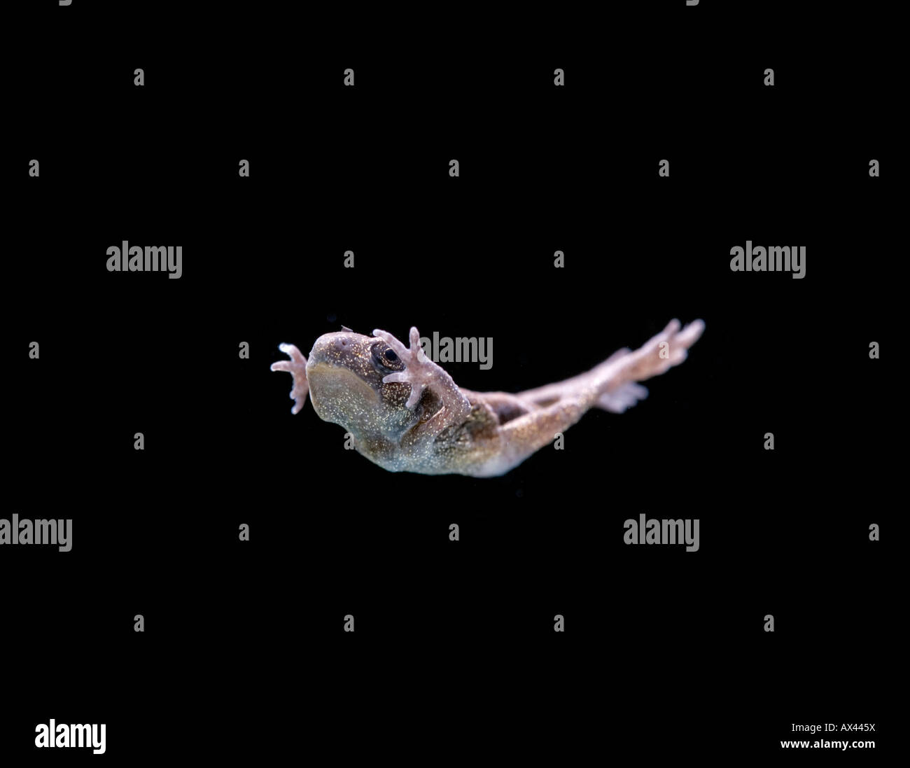 Common toad Bufo bufo tadpole with 4 legs no tail Stock Photo - Alamy