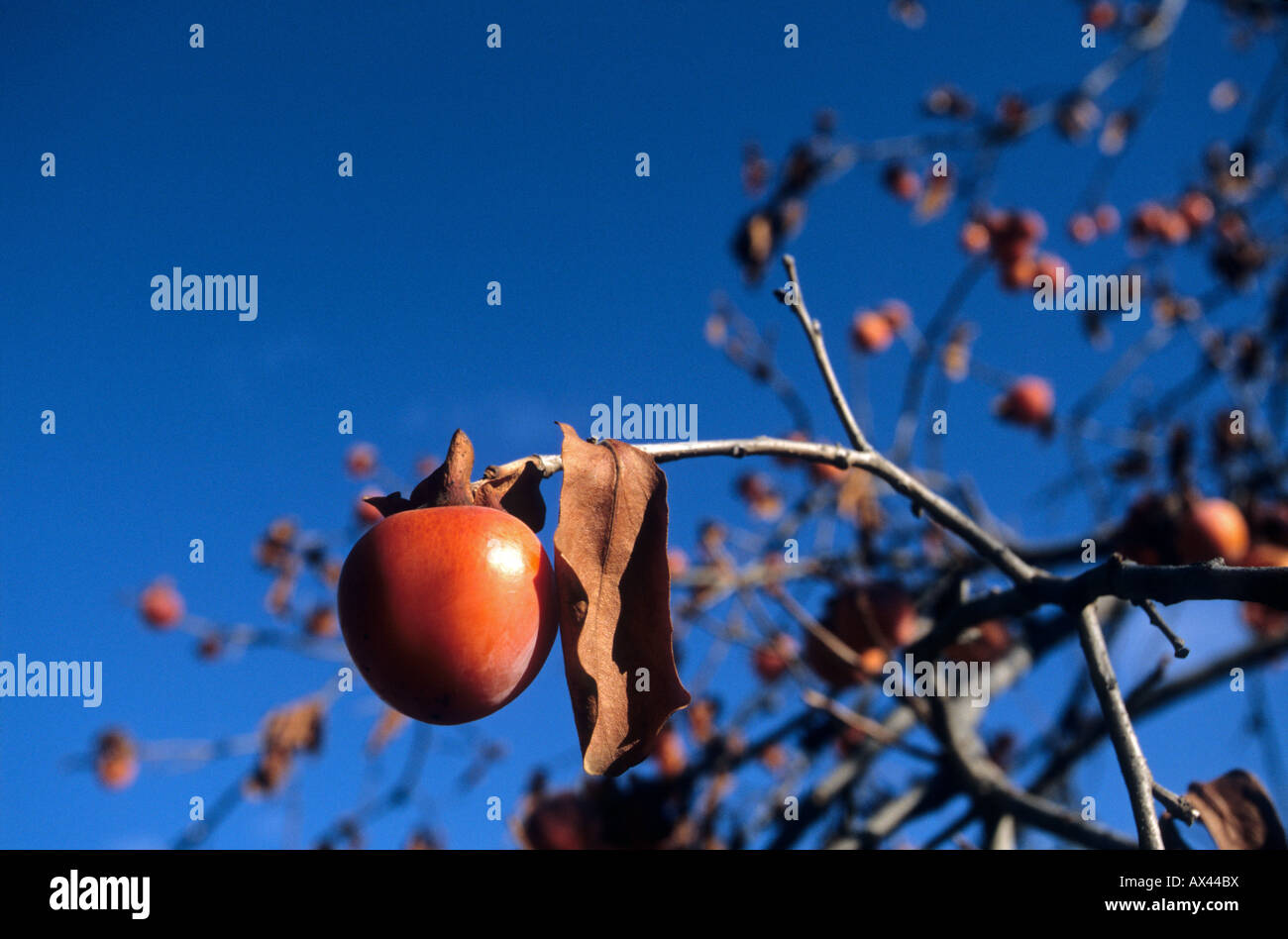 Persimon kaki tree in a November French riviera garden Stock Photo - Alamy