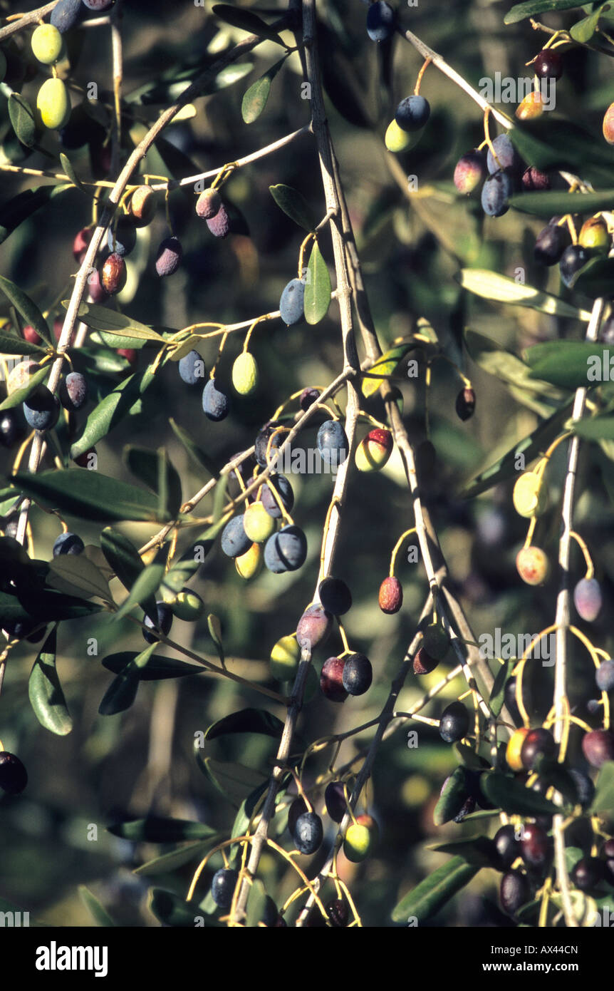 Olive tree Alpes-MAritimes 06 cote d'azur French Riviera Paca France ...