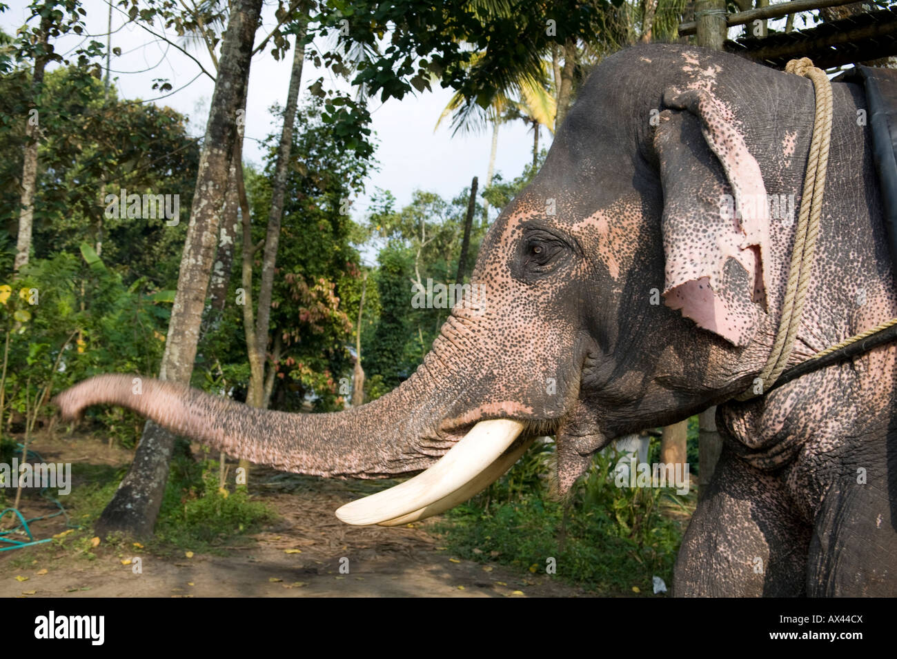 Asian elephant waving trunk, Kerala, India Stock Photo - Alamy