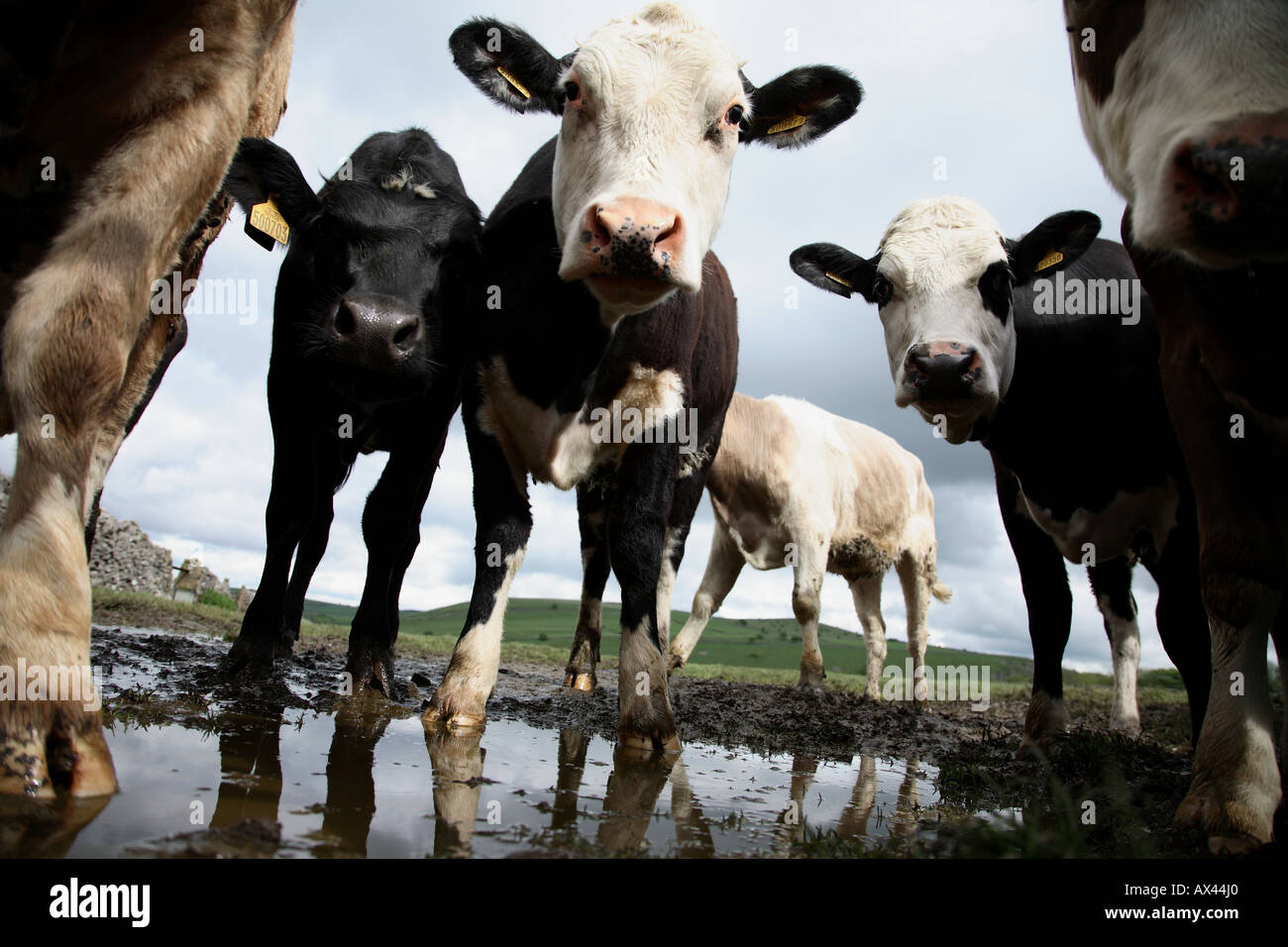 Puddle cows hi-res stock photography and images - Alamy