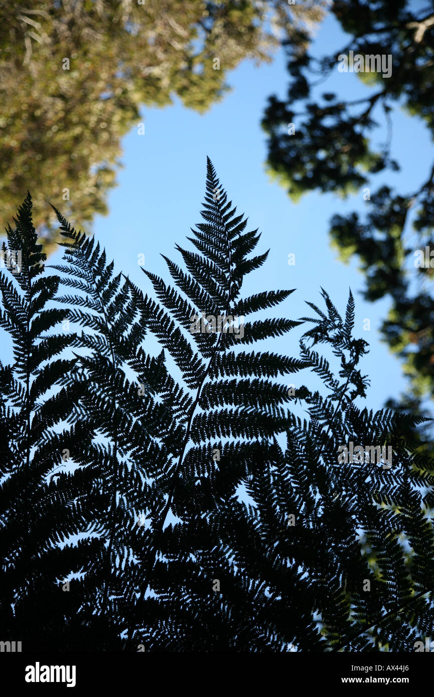 New Zealand fern Stock Photo - Alamy