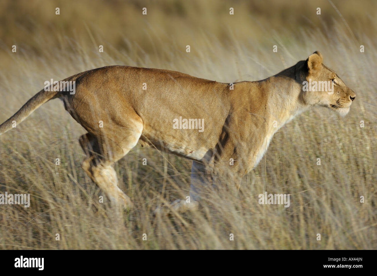 Run up at a prey hi-res stock photography and images - Alamy