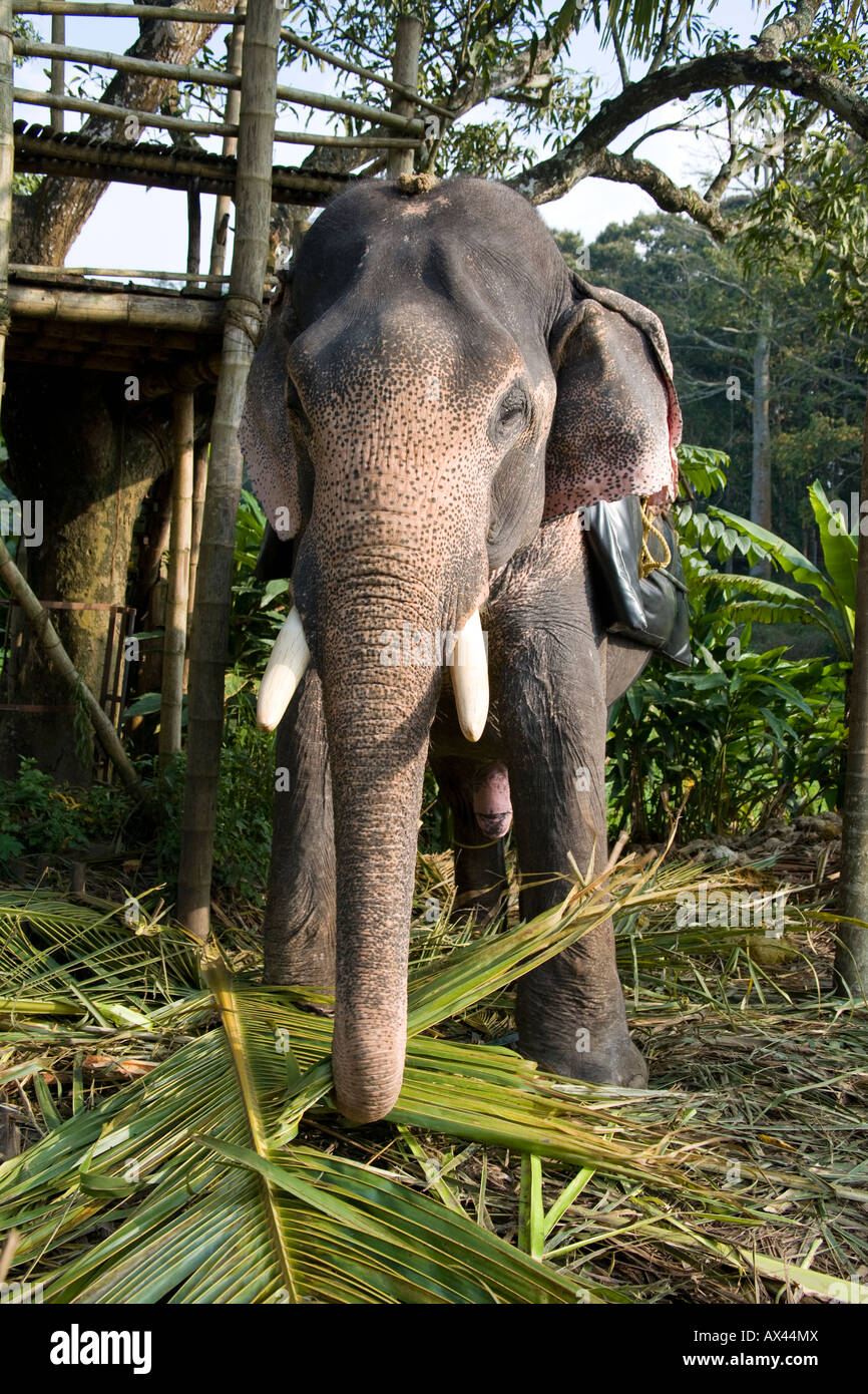 Kerala elephant eating hi-res stock photography and images - Alamy