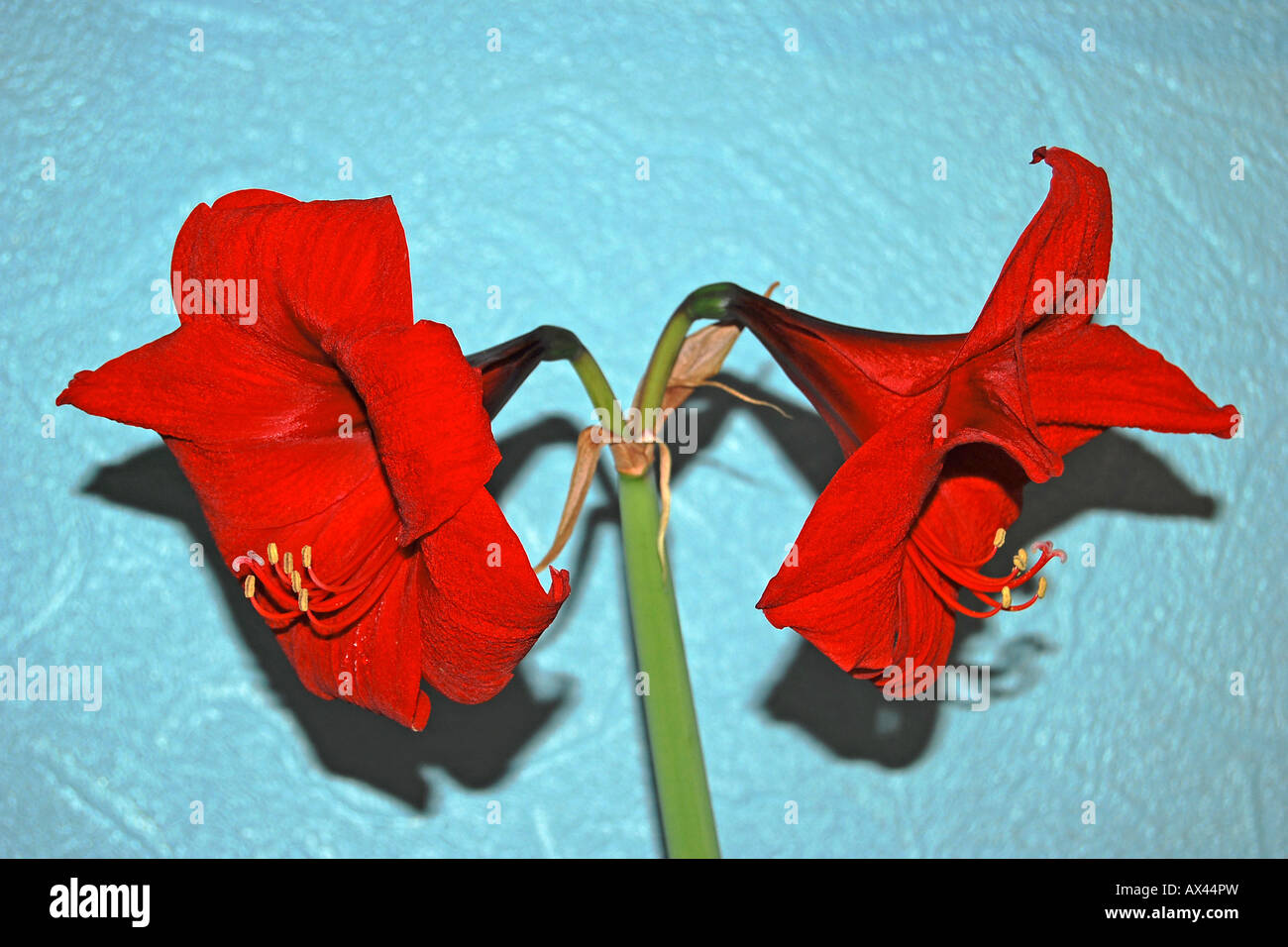 Amaryllis red lion hi-res stock photography and images - Alamy
