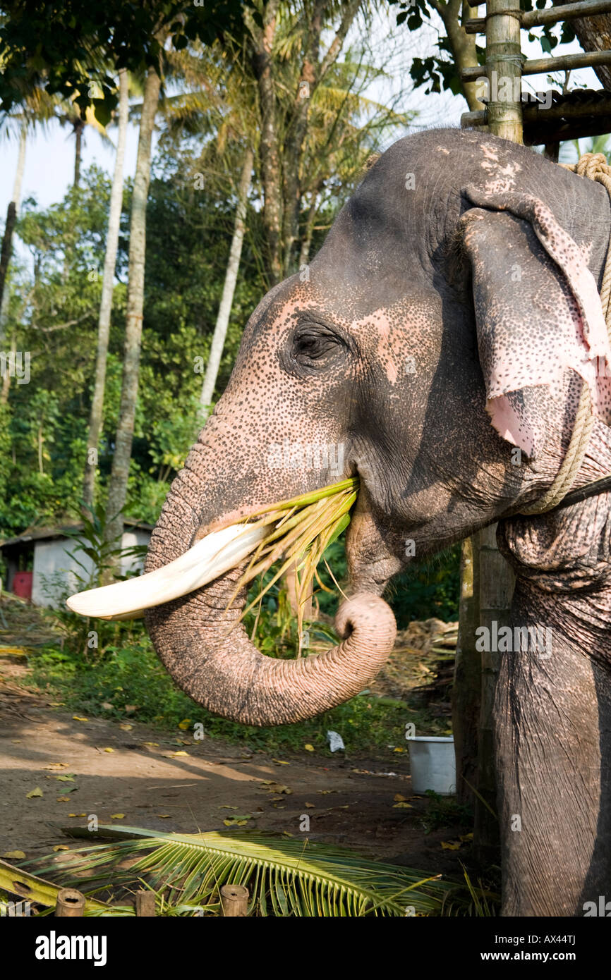 Asian Elephant eating leaves, Kerala, India Stock Photo - Alamy