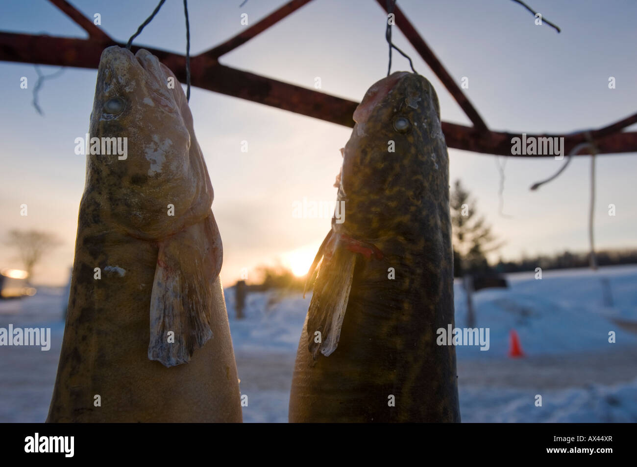 CAUGHT EELPOUT HANG FROM A RACK IN MORNING LIGHT LEECH LAKE MINNESOTA ...