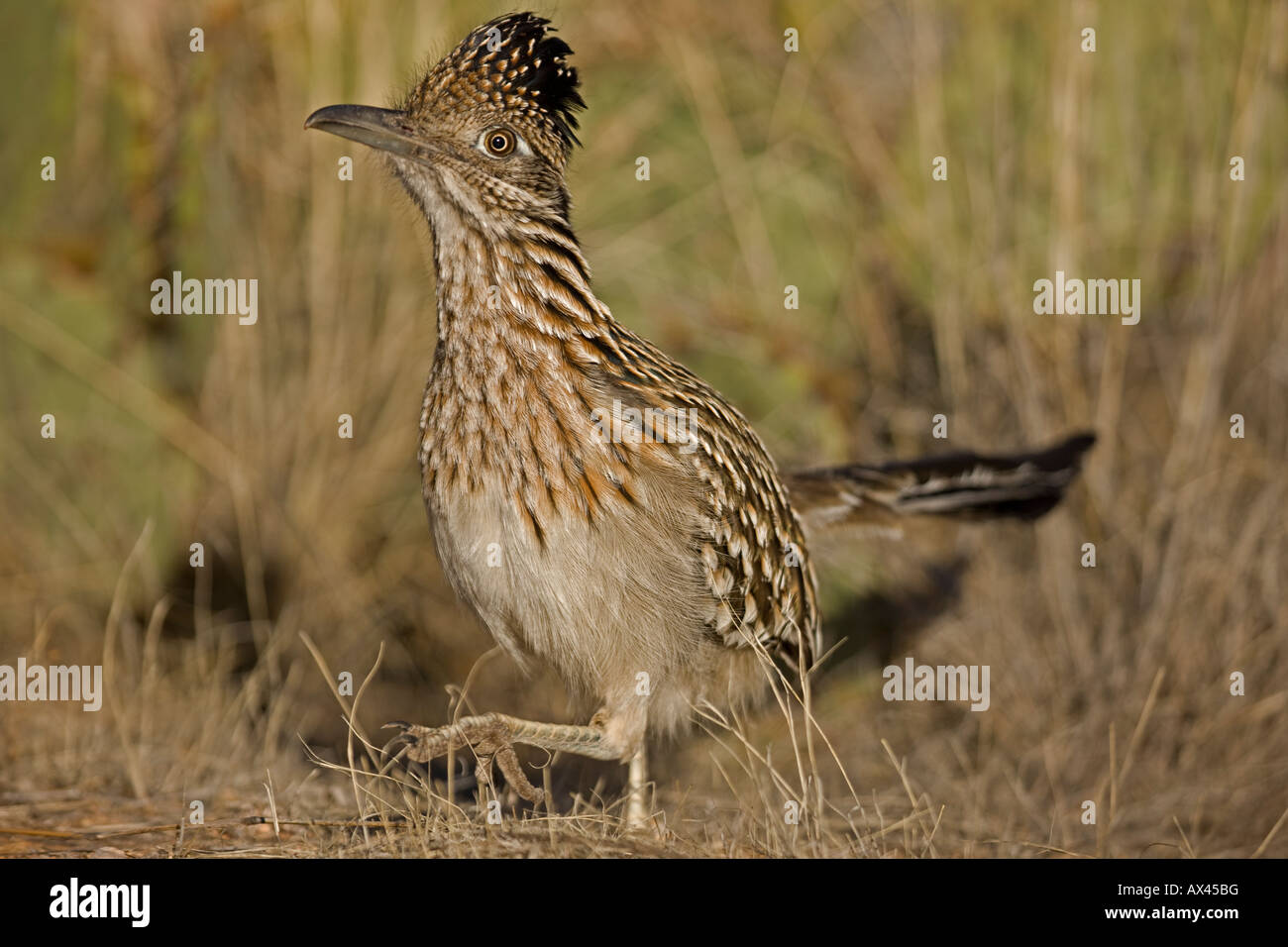 Greater roadrunner running hi-res stock photography and images - Alamy