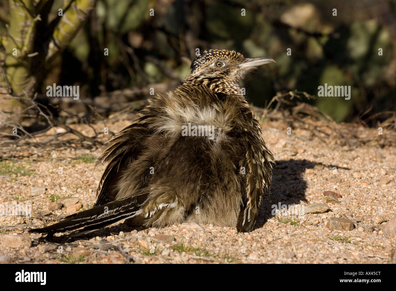 Greater Roadrunner (Geococcyx californianus) - Thermoregulating ...