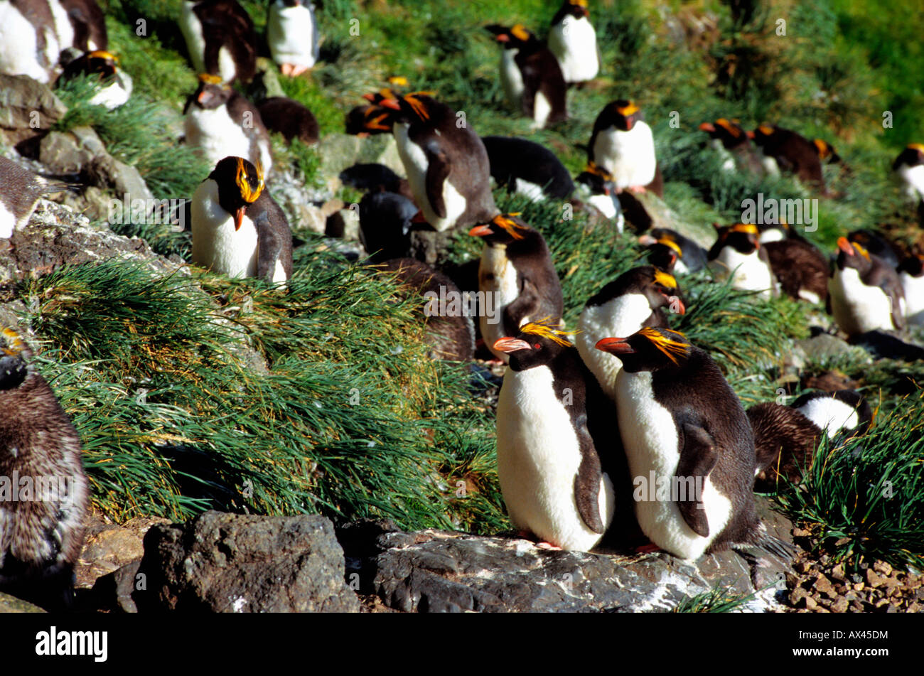 manchots macaroni Goldschopfpinguin Macaroni Penguin Eudyptes ...