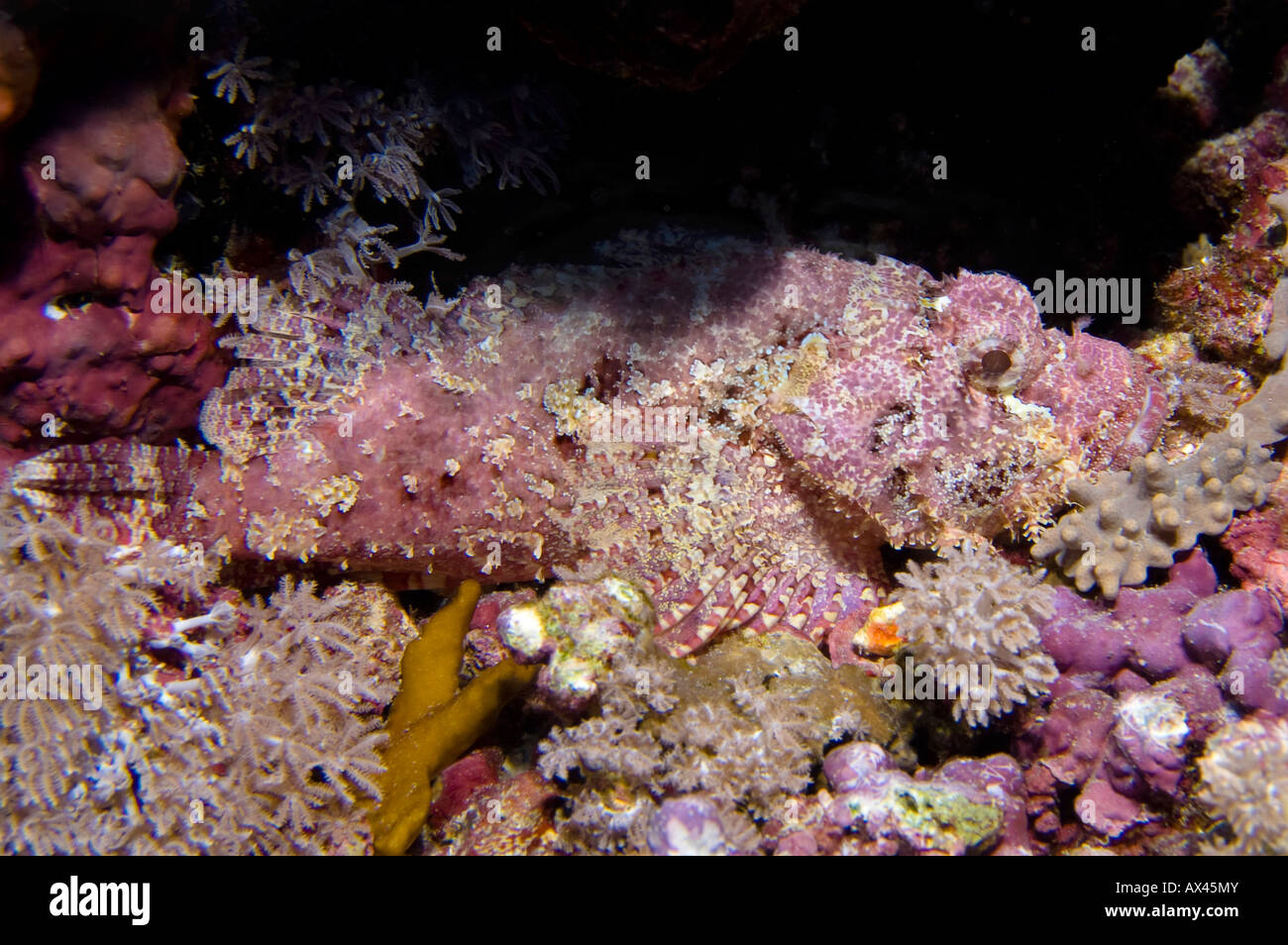 Saudi arabia red sea diving stone fish hi-res stock photography and ...