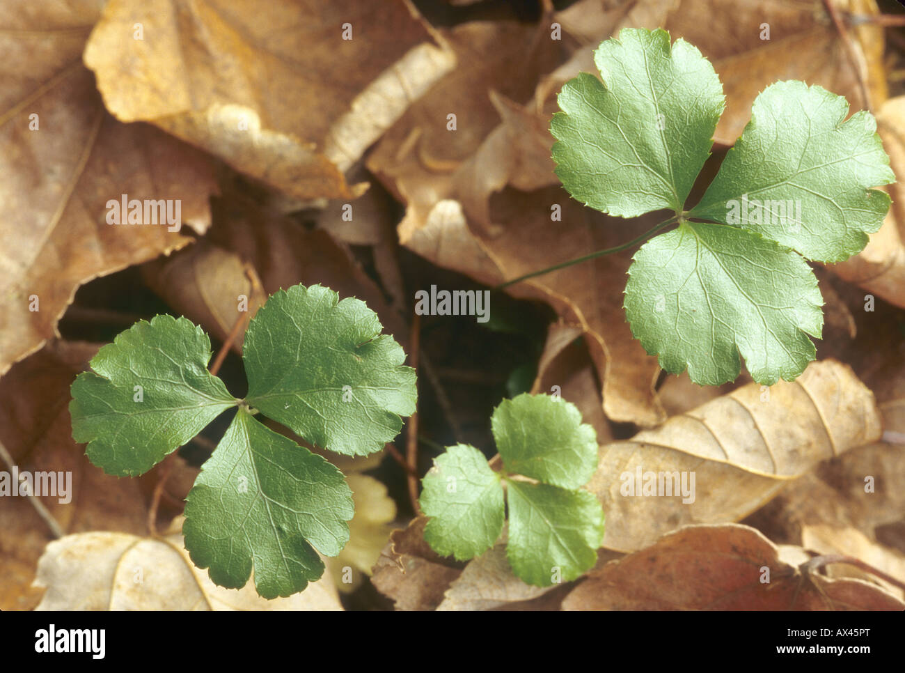 Goldthread hi-res stock photography and images - Alamy