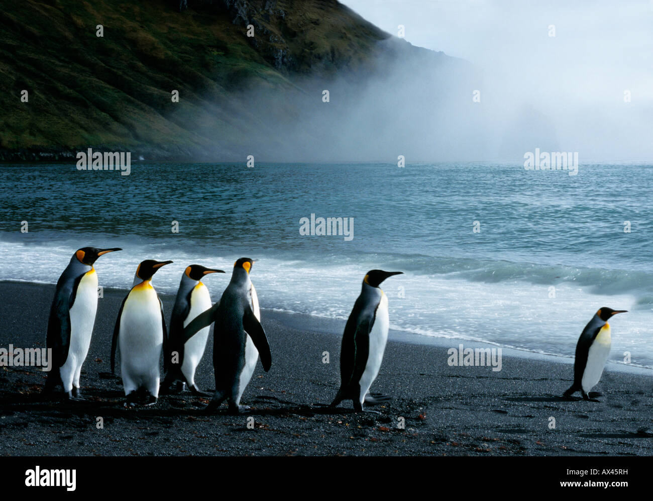 manchot royal Koenigspinguine King Penguins Aptenodytes patagonicus ...