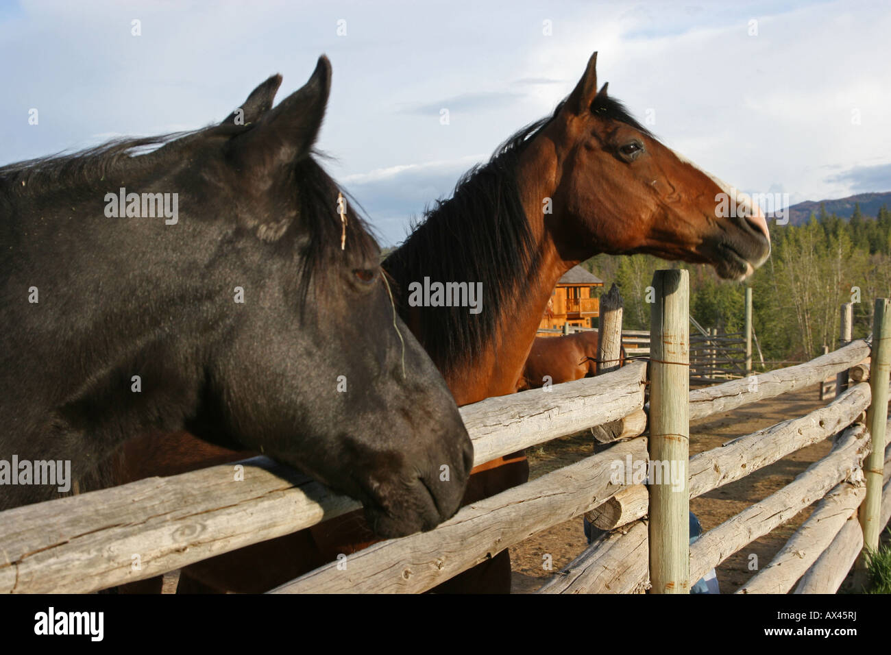 Two horses looking over fence hi-res stock photography and images - Alamy