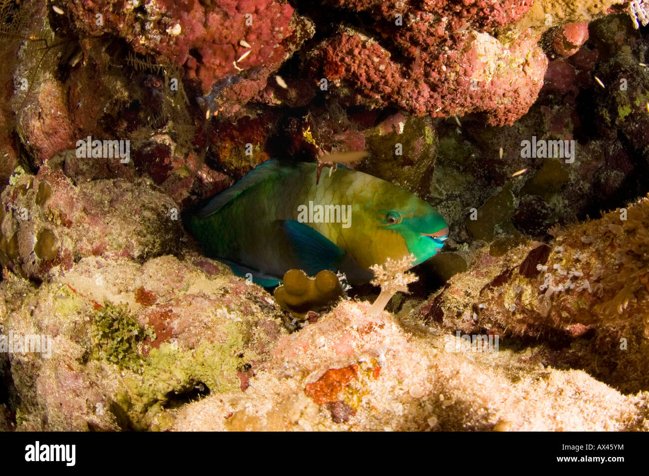 Sleeping Parrot Fish Stock Photo - Alamy