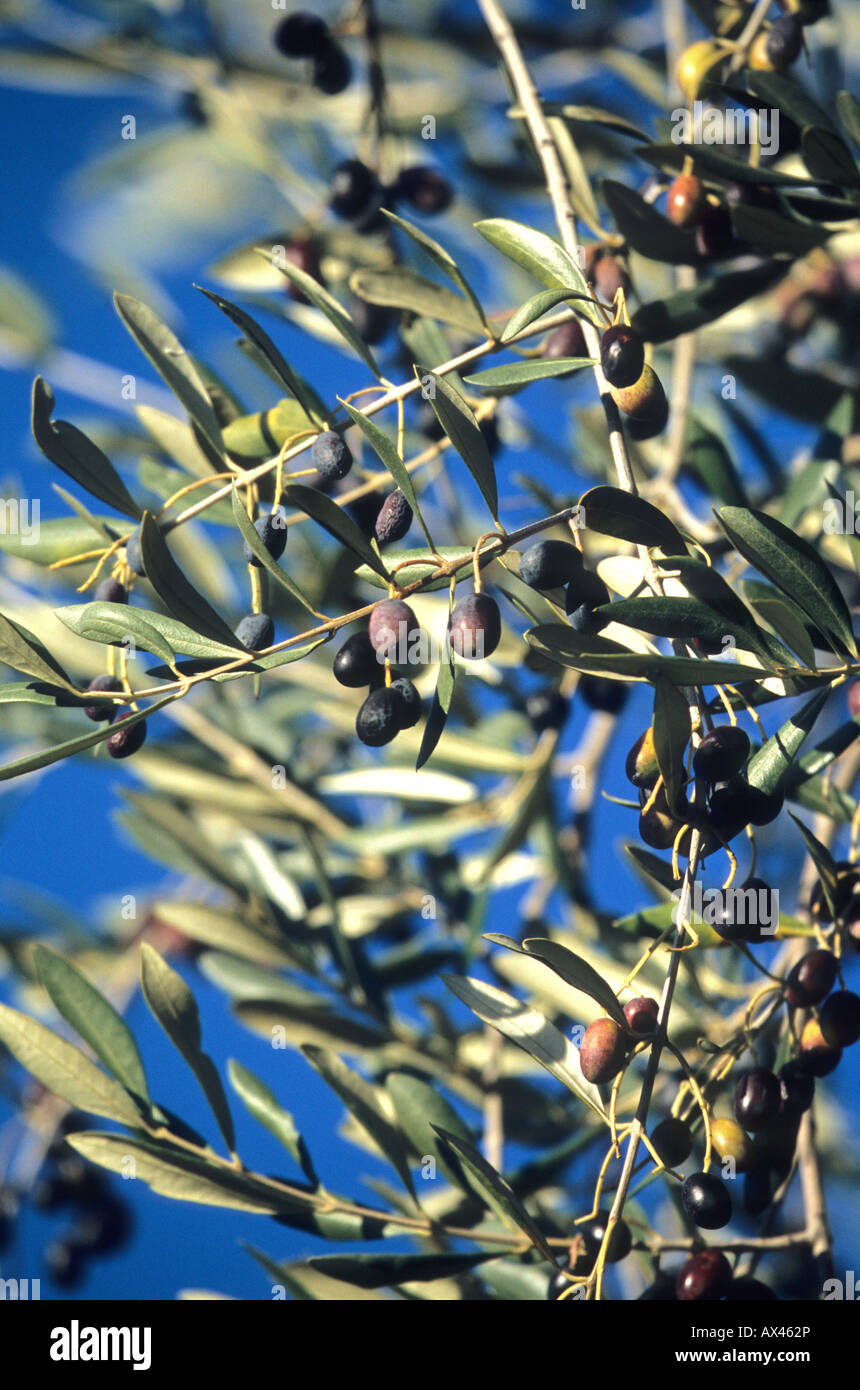 Olive tree Alpes-MAritimes 06 cote d'azur French Riviera Paca France ...