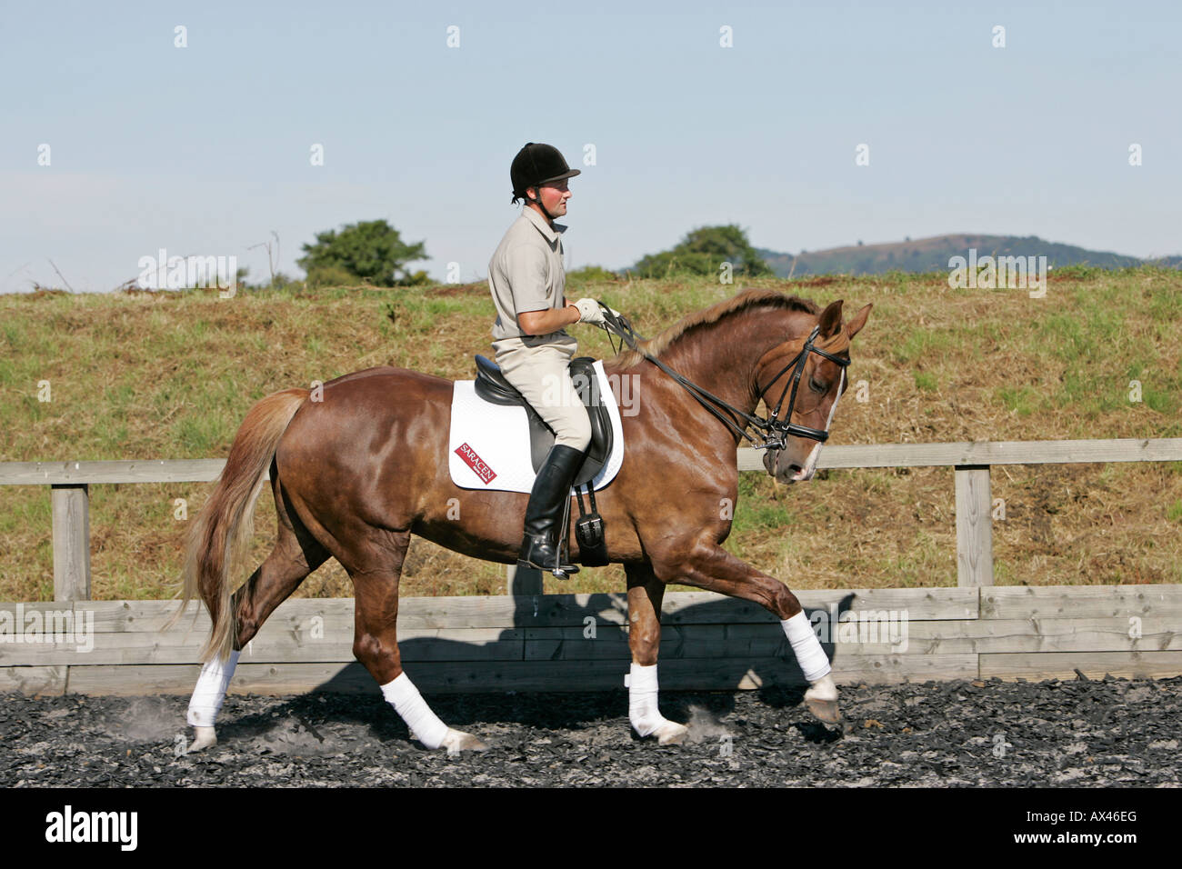A Man schooling his horse in an outdoor riding school Stock Photo - Alamy