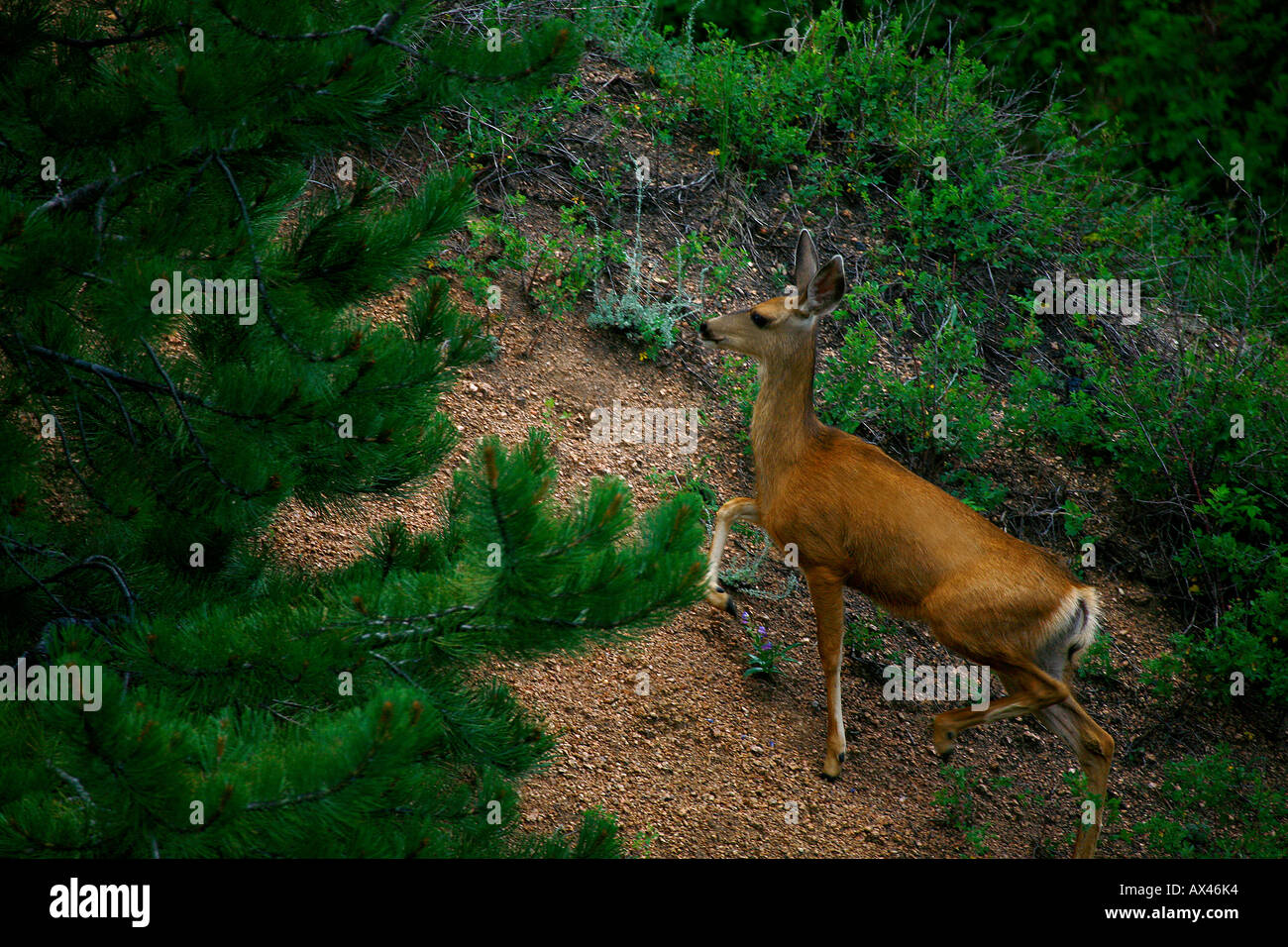 "Colorado Mule Deer Stock Photo - Alamy