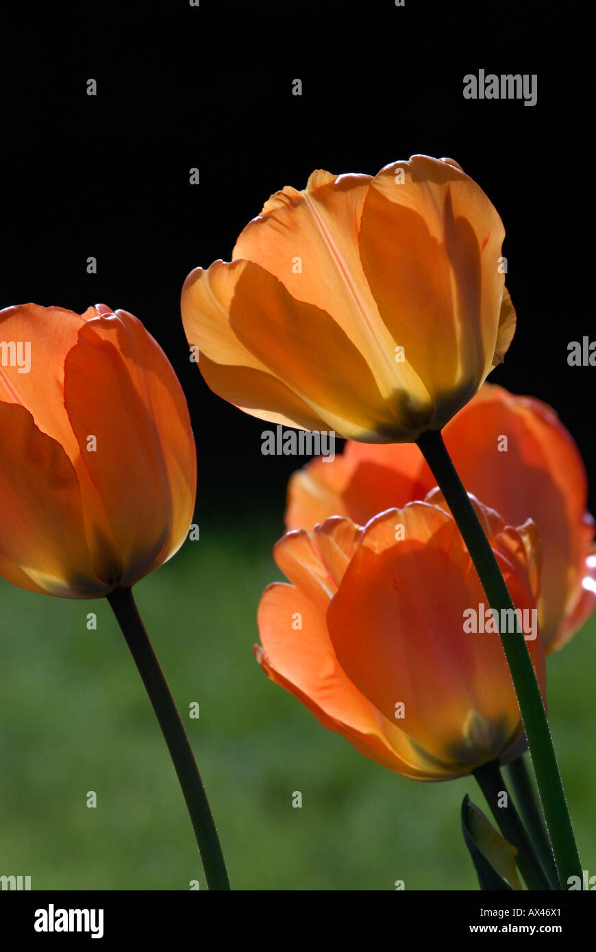 0086 hi-res stock photography and images - Alamy