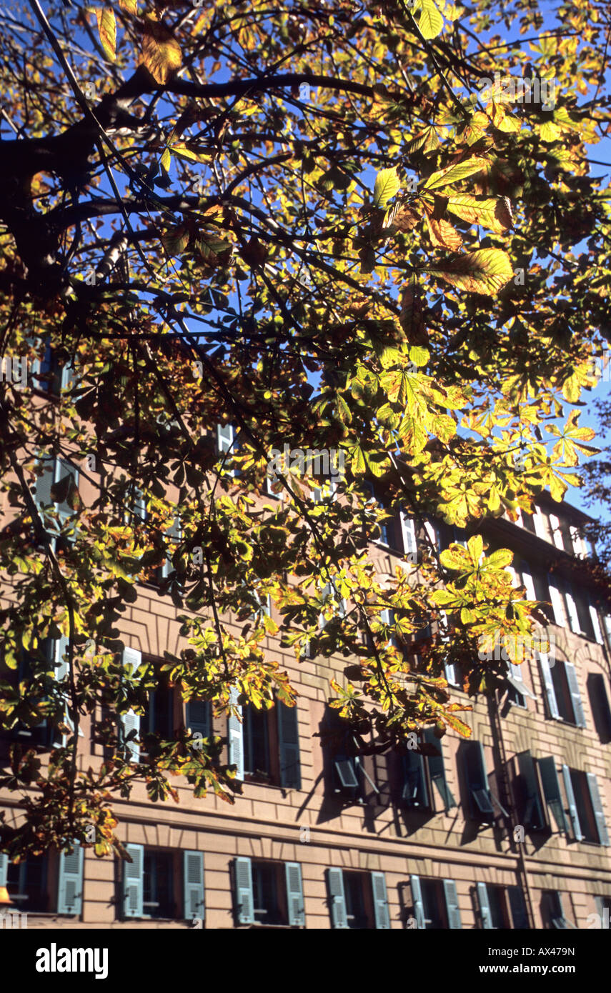 autumn tree in Nice Alpes-MAritimes 06 cote d'azur French Riviera Paca ...