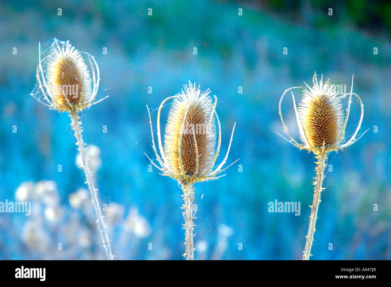 Teazles hi-res stock photography and images - Alamy