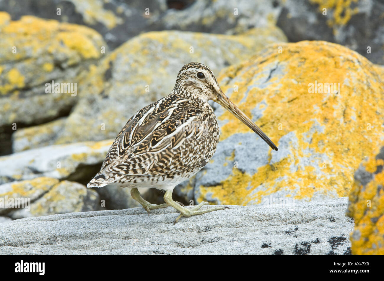 Magellanic Snipe (Gallinago paraguaiae magellanica) adult, standing on coastal rock, Carcass ...
