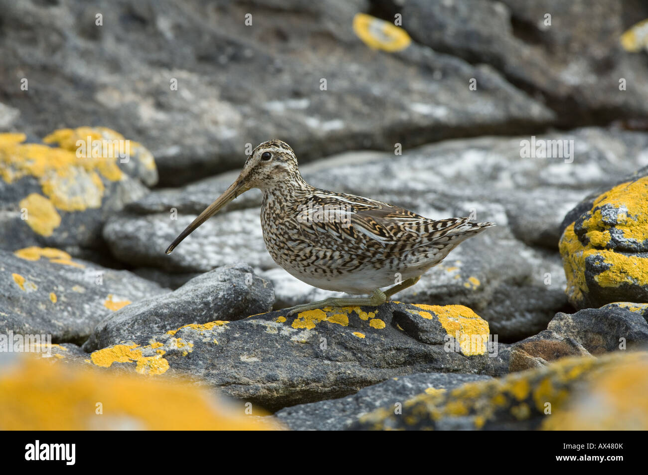 Magellanic Snipe (Gallinago paraguaiae magellanica) adult, standing on ...