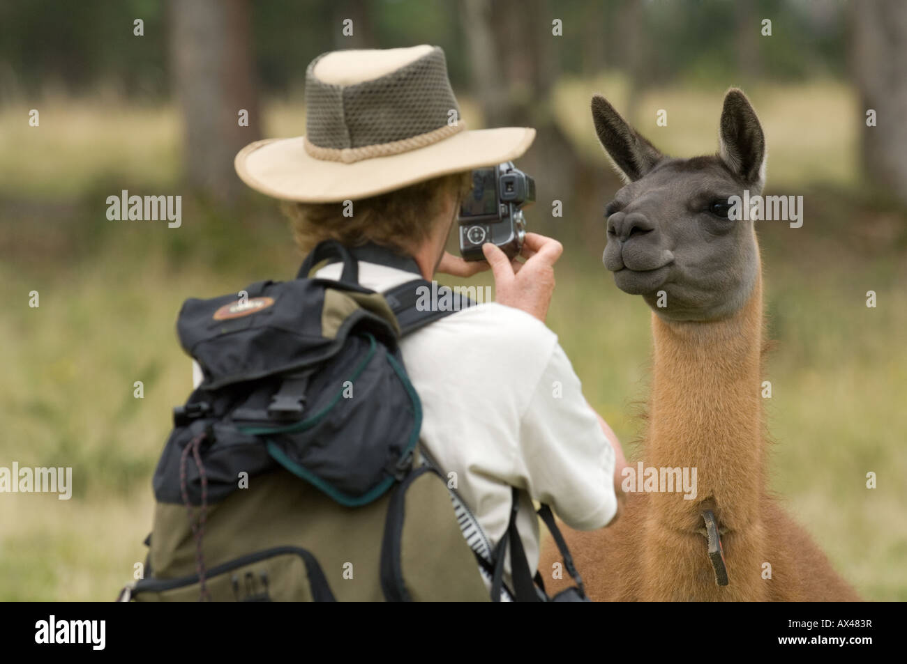 Lama (Lama glama) posing for photographer at Cochasqui an ...