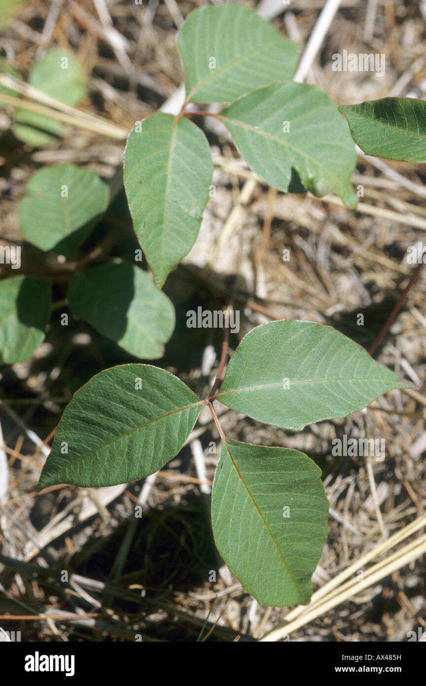 Poison Ivy, Rhus radicans Stock Photo - Alamy