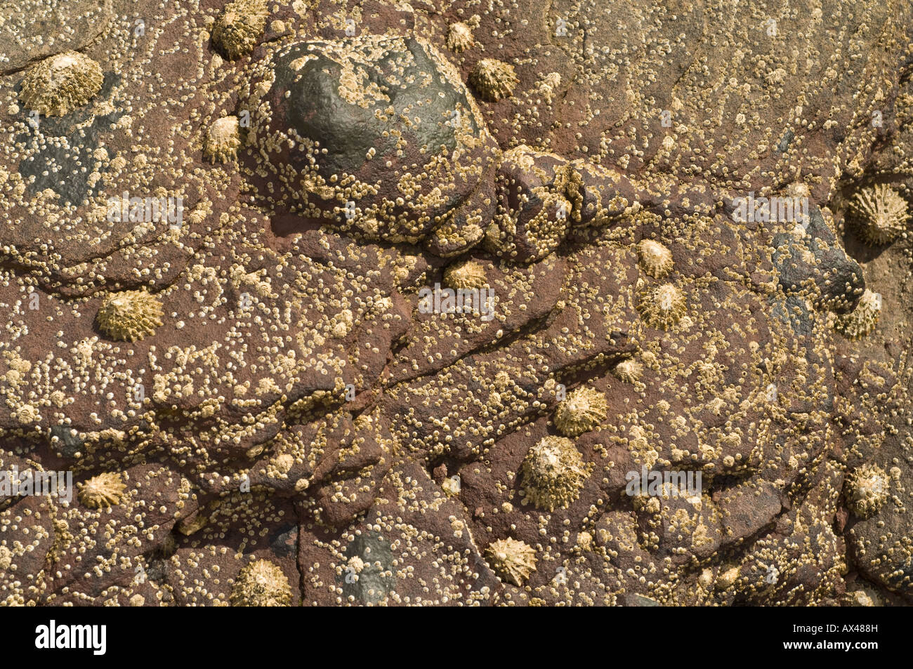 Rocks and limpets shore in Crail fishing village East Neuk Scotland, UK ...