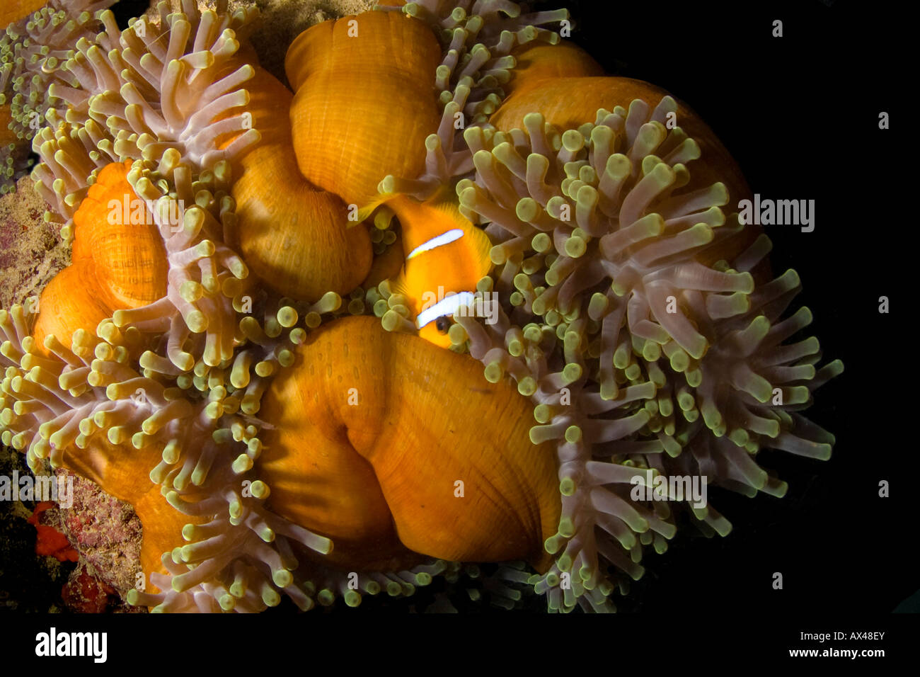 Clown fish portrait Stock Photo - Alamy