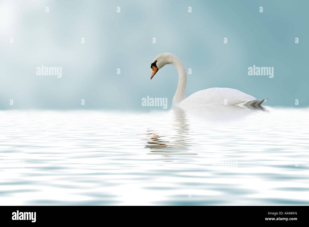lonely beautiful swan swimming on the lake Stock Photo - Alamy